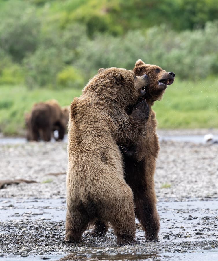 Two Juvenile Alaskan Brown Bears Play Fighting Stock Image - Image of ...
