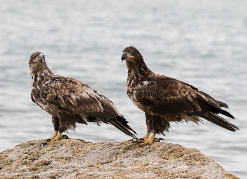 Two Juvenile Bald Eagles on a Rock Stock Image - Image of wildlife ...