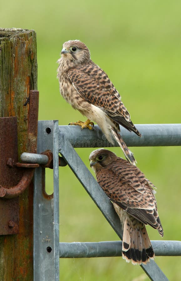 Two Juvenile Common Kestrel Stock Photo - Image of looking, single ...