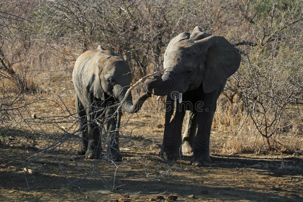 Two Juvenile Elephants stock image. Image of stick, playing - 80899109