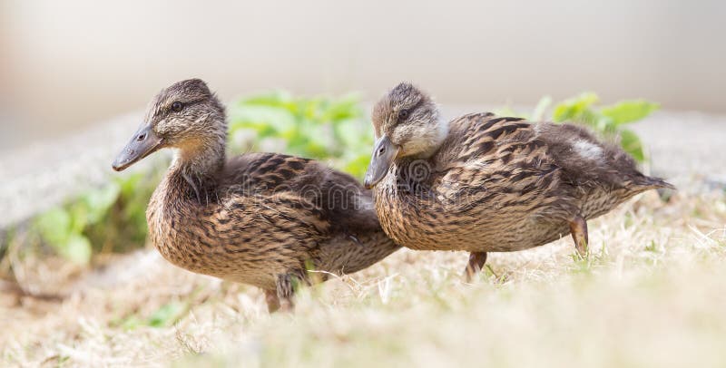 Two juvenile mallard ducks stock image. Image of lake - 78537979