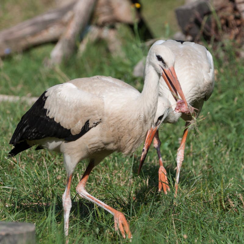 Bird eating meat stock image. Image of eating, bird, food - 57815625