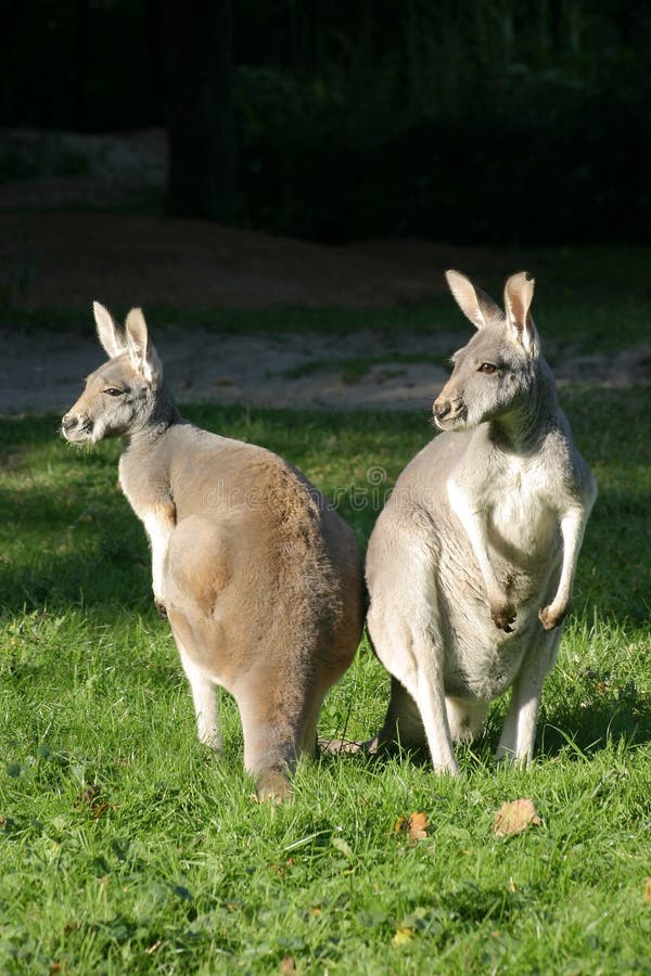 Standing red kangaroo stock photo. Image of animal, wallaby - 22085604