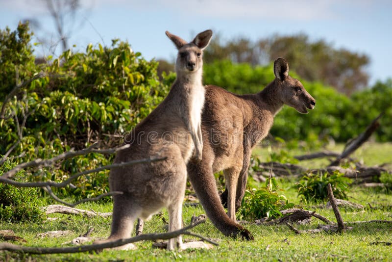 Two kangaroos in the bush stock image. Image of kangaroos - 107806731