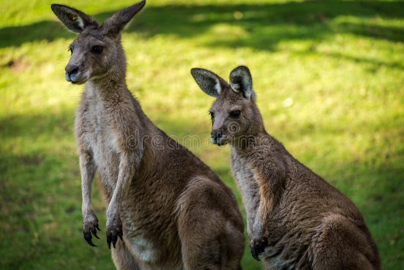 Two Kangaroos in Nature Park Stock Photo - Image of kangaroo, kangaroos ...