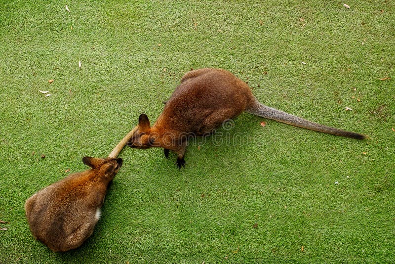 Playing kangaroo stock photo. Image of ocean, young, morning - 52737480