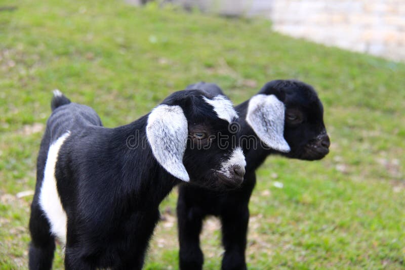 Two kid goats stock image. Image of mammal, spring, back - 40571441