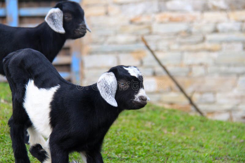 Two kid goats stock photo. Image of farming, isolation - 40571480
