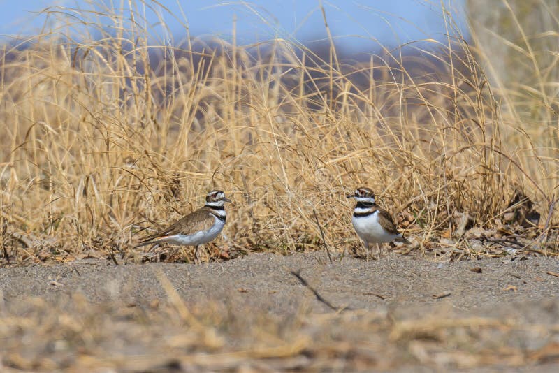Two Killdeer on a Sandy Beach Stock Image - Image of type, migration ...