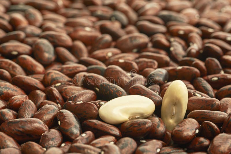 Two kinds of beans stock photo. Image of natural, seed - 75543498