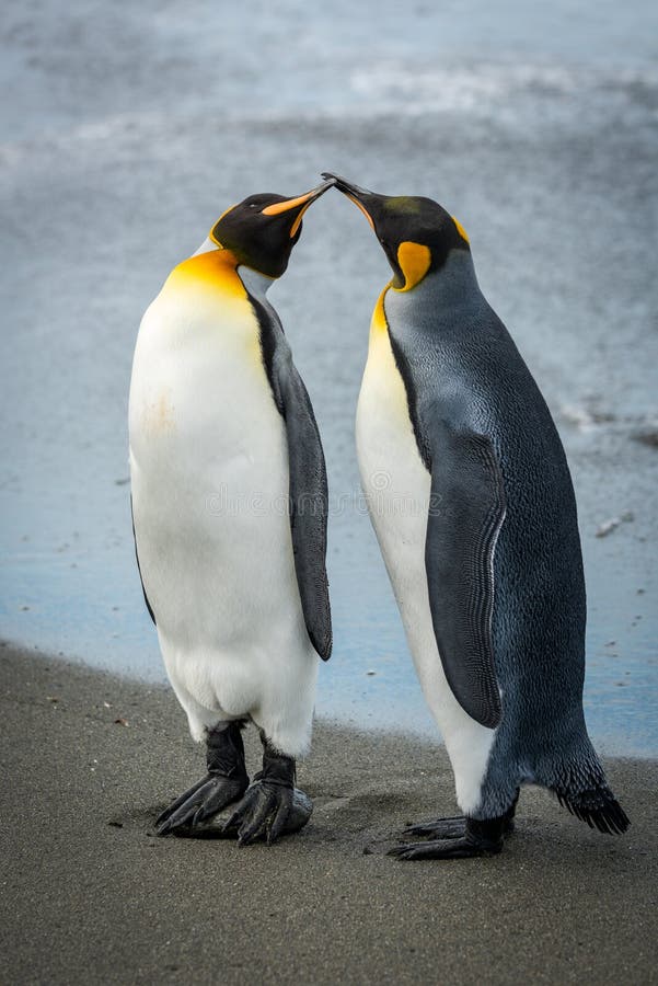 Two King Penguins Touching Bills on Beach Stock Image - Image of ...