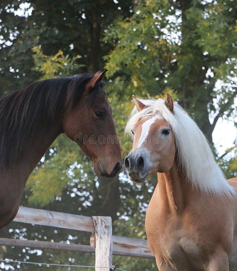 Two kissing horses stock image. Image of green, nature - 5252581
