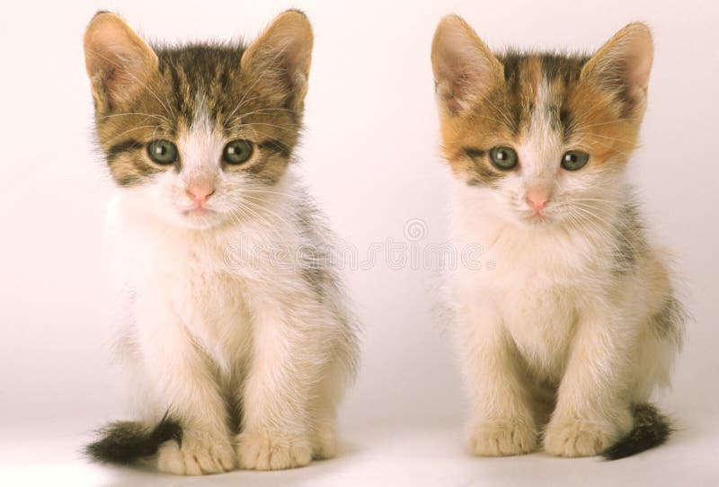 Two kitten stock image. Image of breed, chartreux, fuzzy - 2408875