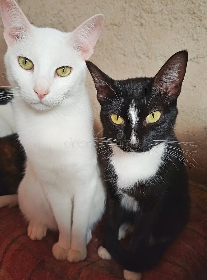Two Kitten Brothers Watching Us Stock Photo - Image of watching ...