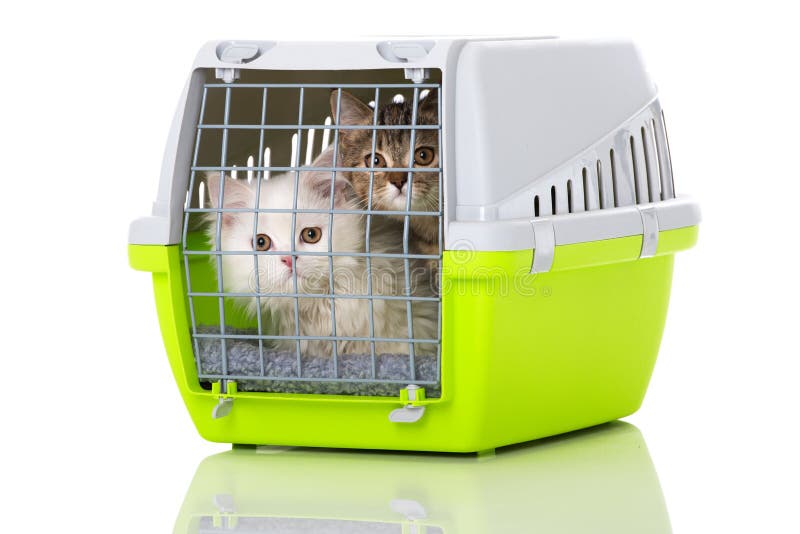 Cat with transport box stock photo. Image of household - 30324978