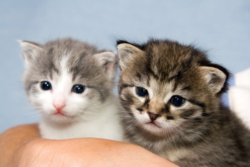 Two Kittens Picture. Image: 2703678