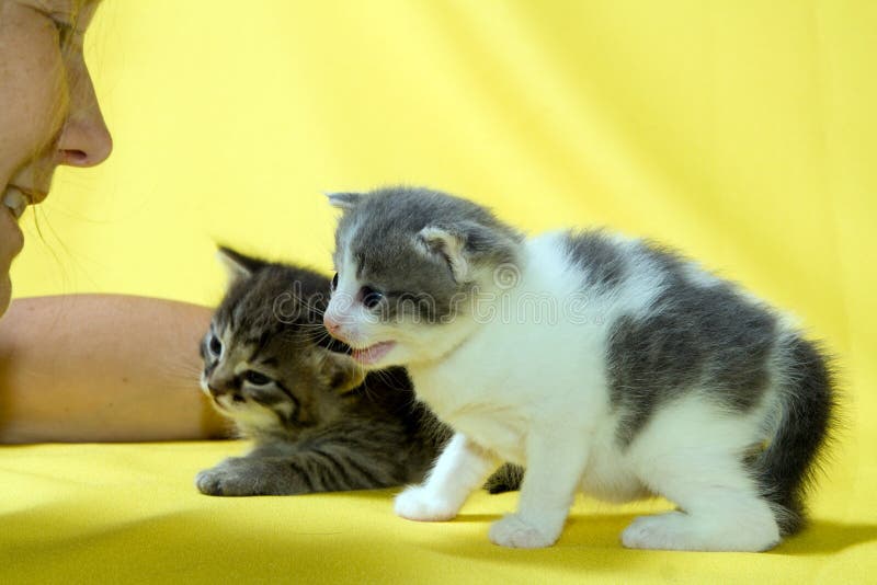 Two kittens stock photo. Image of innocence, astonishment - 2988366
