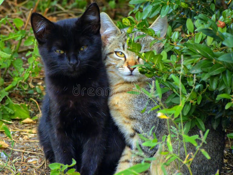 17,259 Two Kittens Smoking Stock Photos - Free & Royalty-Free Stock ...