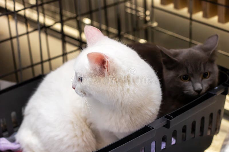 Two Kittens in a Cage Close Up Stock Photo - Image of shelter, animal ...