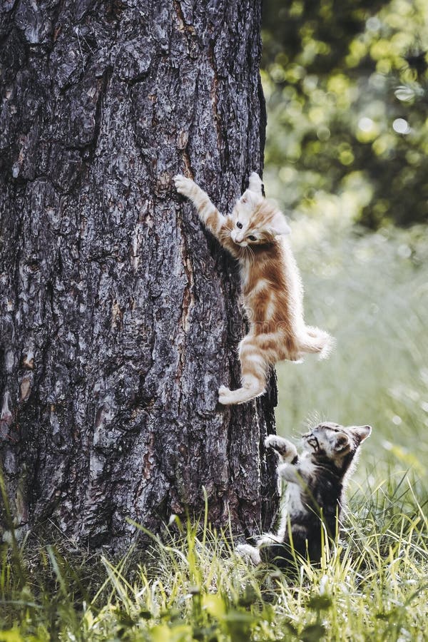Two Kittens Climbing a Tree in the Garden Stock Photo - Image of felid ...