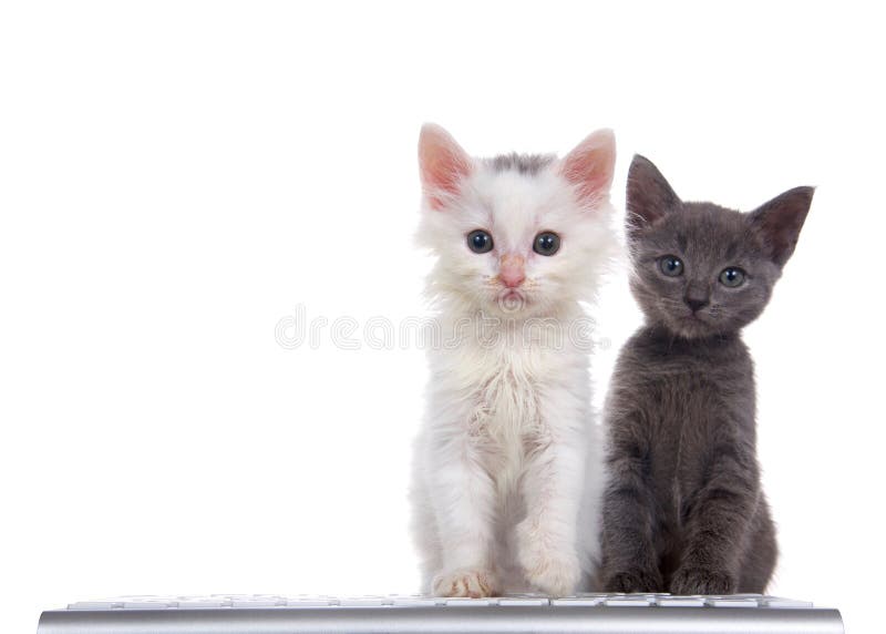 Two Kittens at a Computer Keyboard Stock Image - Image of animal, funny ...