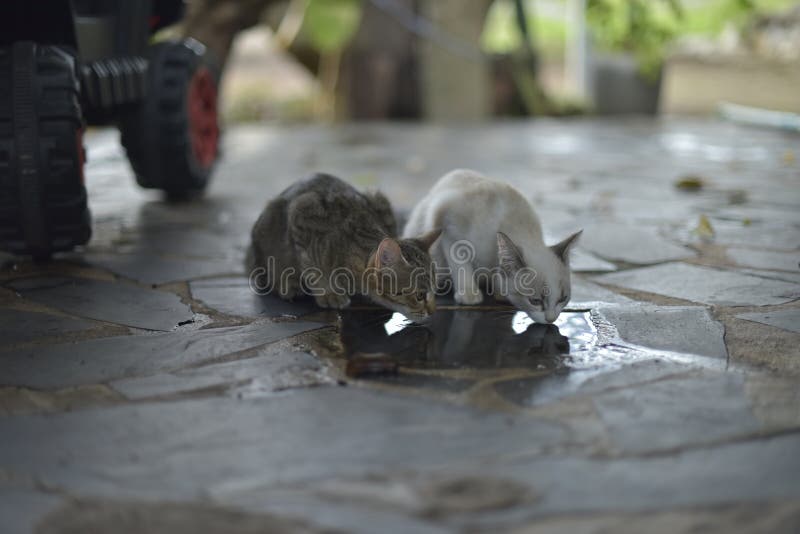 Two Kittens Drinking Water on the Floor Stock Image - Image of adorable ...