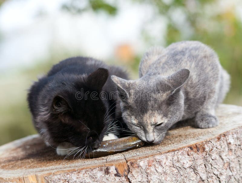 Two kittens eat fish. stock photo. Image of feed, meat - 28186098