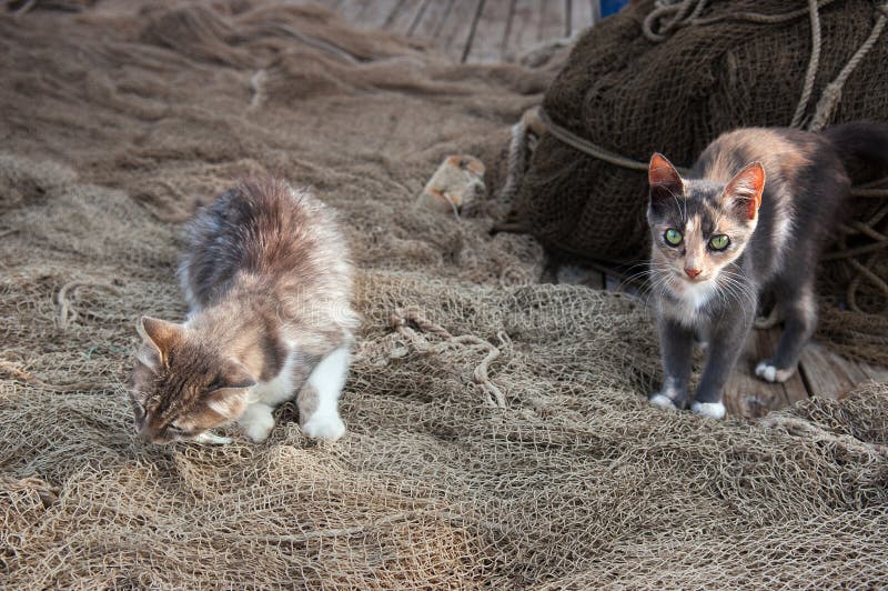 Two Kittens on the Fishing Net. Stock Image - Image of equipment, pier ...