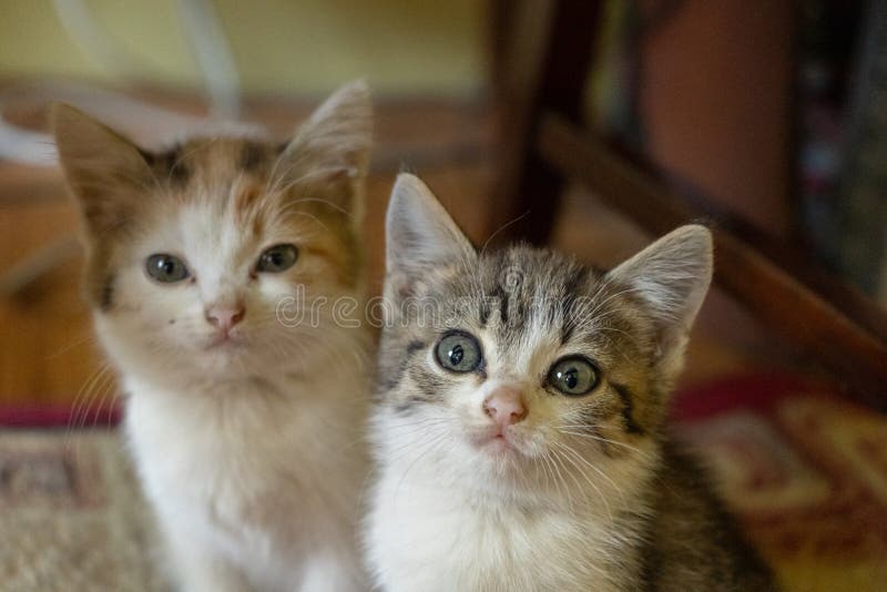 Two Kittens Friends,two Interesting Little Kittens in the Room Stock ...