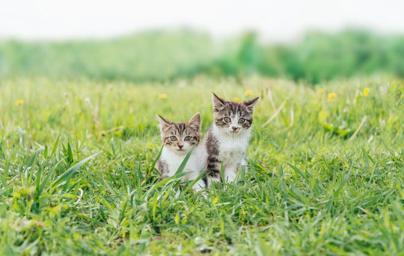 Two kittens friends stock photo. Image of animal, feline - 69405144