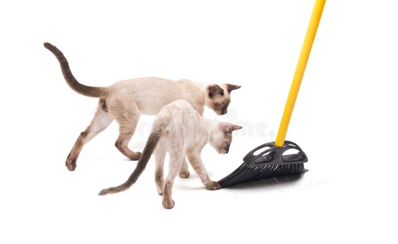 Two Kittens Helping with Sweeping the Floor Stock Photo - Image of ...