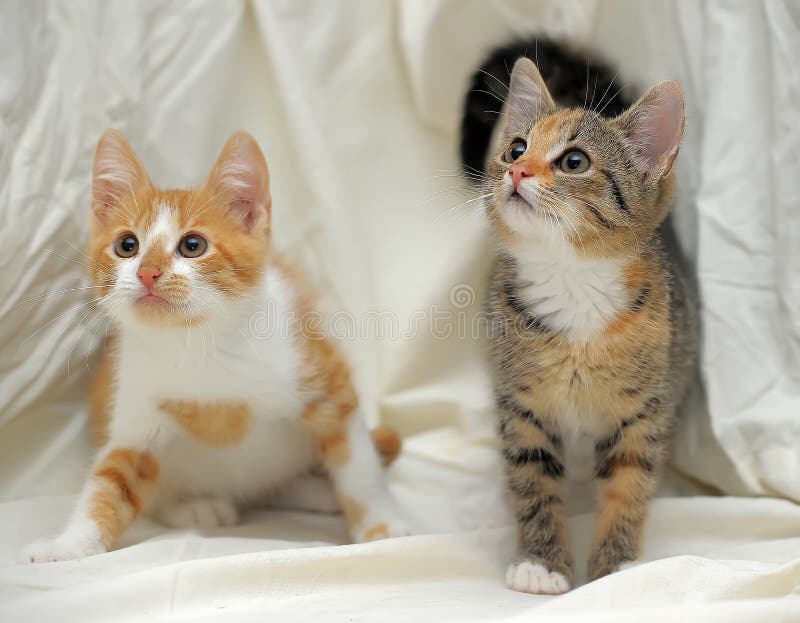 Two cute kittens stock photo. Image of lying, parent - 13462238