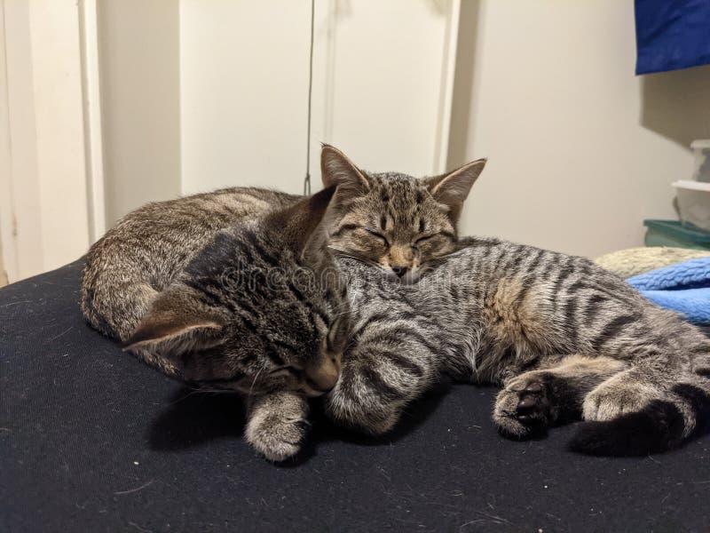 272 Kittens Napping Stock Photos - Free & Royalty-Free Stock Photos ...