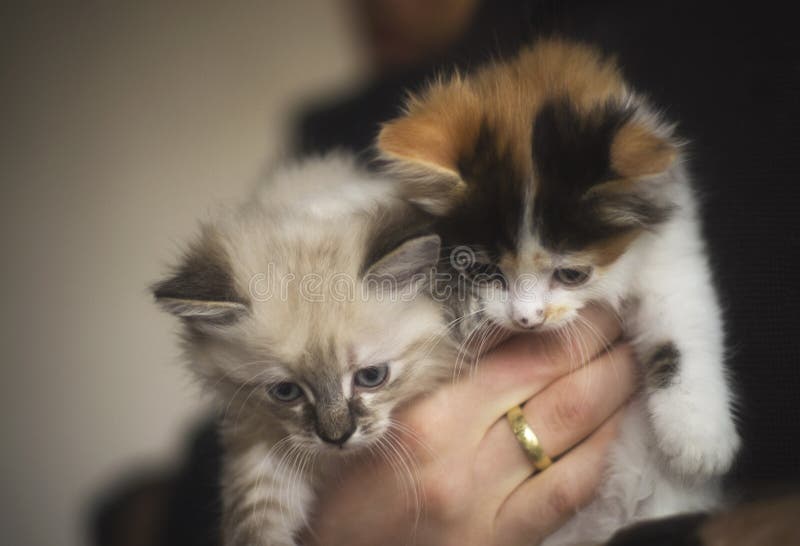 Two kittens in one hand stock image. Image of hand, cute - 78161925