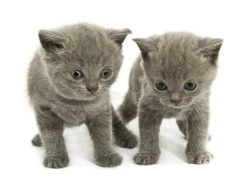 Two newborn kittens stock photo. Image of cats, pets, friendly - 2405604