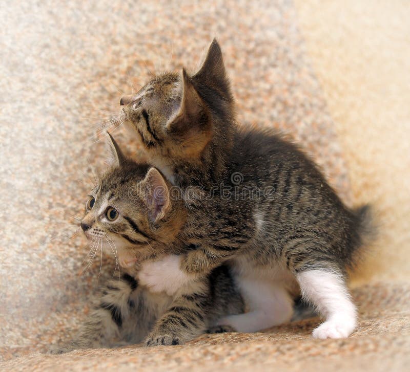 Two kittens playing stock photo. Image of pawing, litter - 30650110