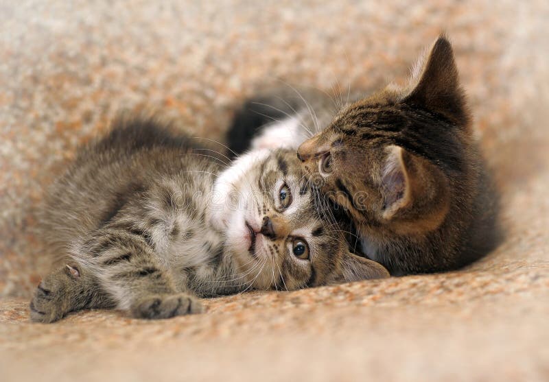 Two kittens playing stock photo. Image of striped, meowing - 30650230