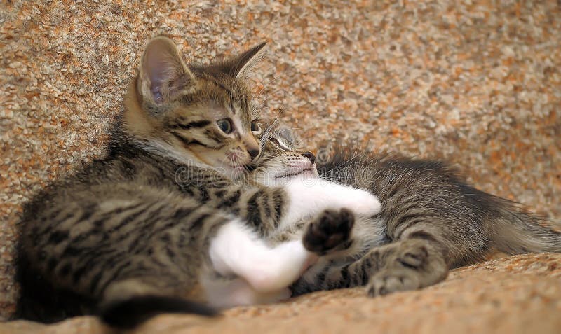Two kittens playing stock photo. Image of fighting, fluffy - 45929412