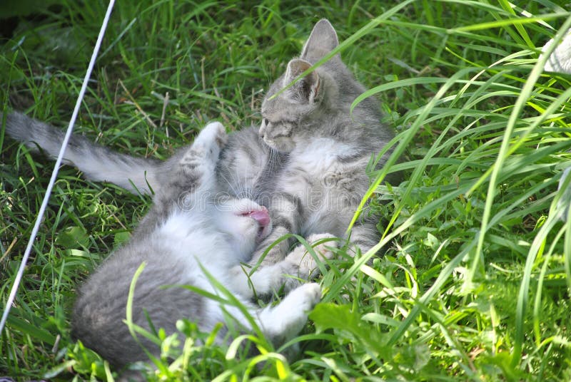 Two Kittens stock image. Image of playing, young, small - 58051299