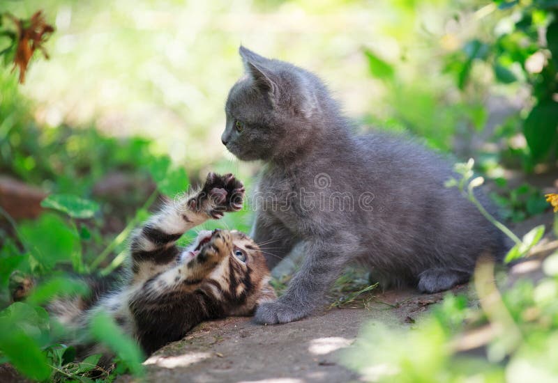 Two kittens playing stock photo. Image of animals, full - 26839152