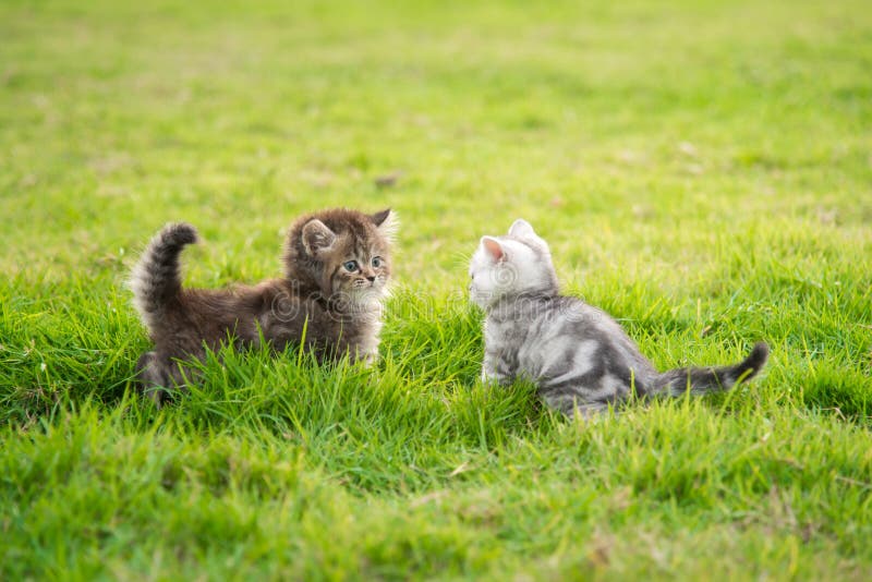 Two kittens playing stock photo. Image of look, field - 57297216