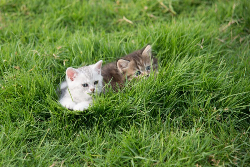 Two kittens playing stock image. Image of kitten, nature - 57298373
