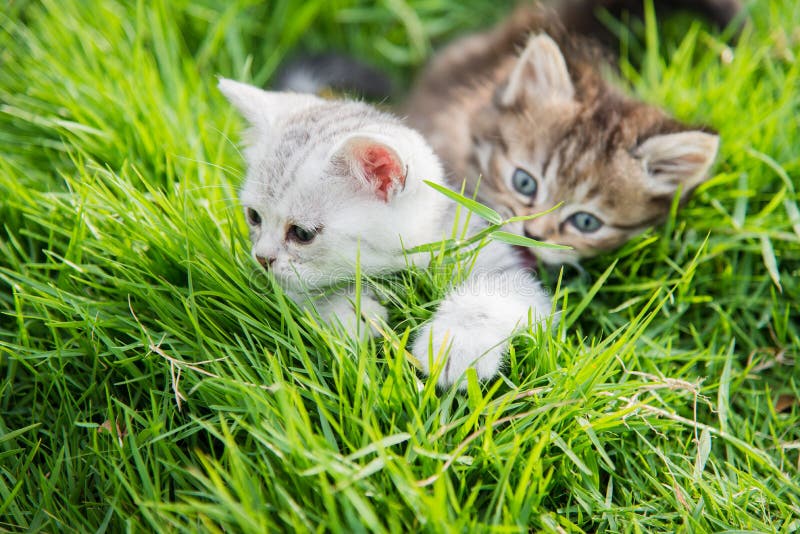Two kittens playing stock image. Image of persia, light - 57298459