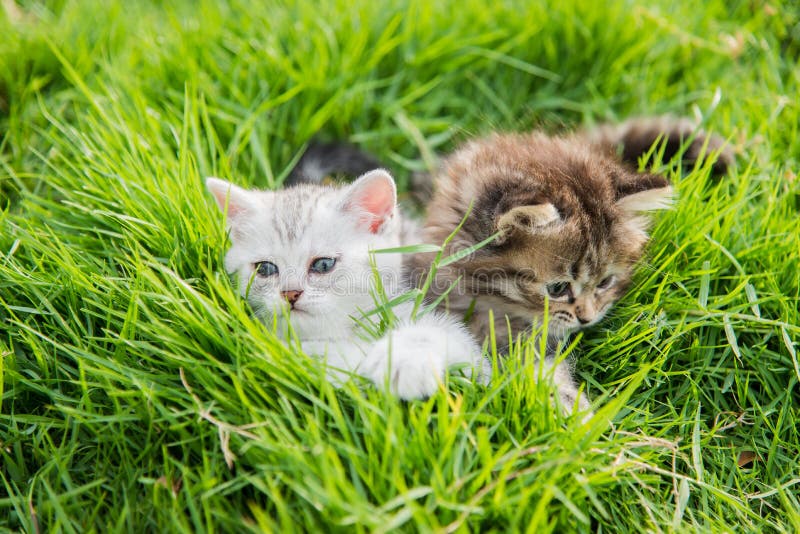 Two kittens playing stock image. Image of domestic, nature - 57298475