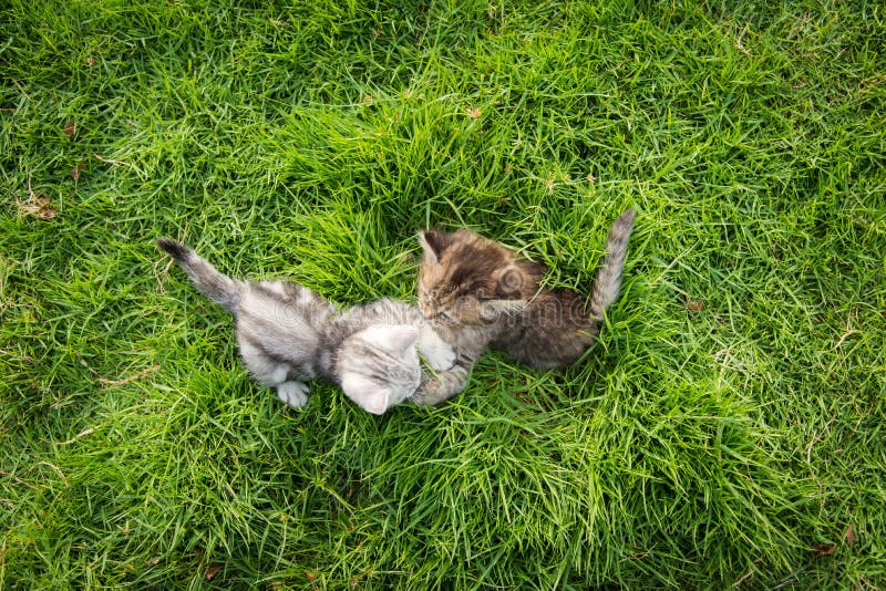 Two kittens playing stock image. Image of adorable, feline - 57298619
