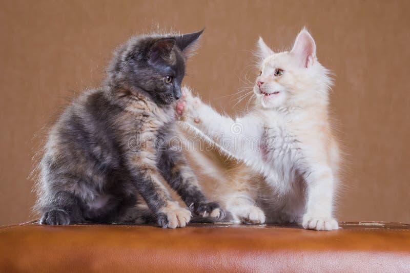 Two kittens playing stock photo. Image of offspring, eyes - 46540782
