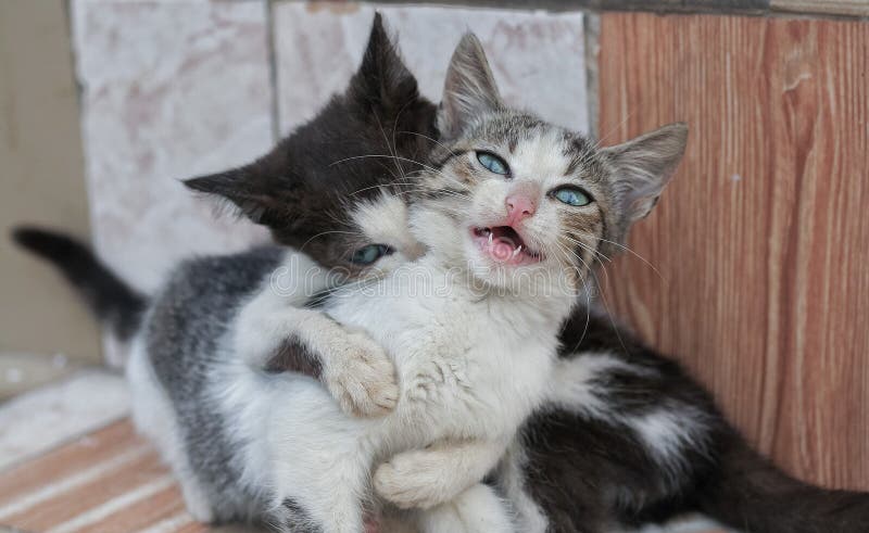 A kitten screaming stock photo. Image of screaming, playing - 169877190