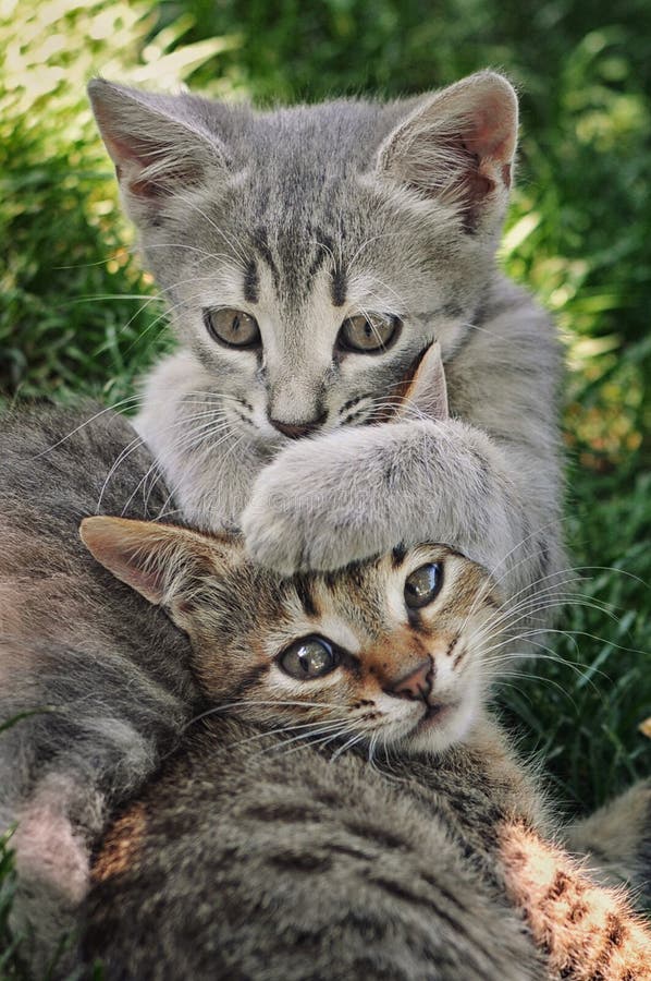 Two kittens playing stock image. Image of play, adorable - 10085691