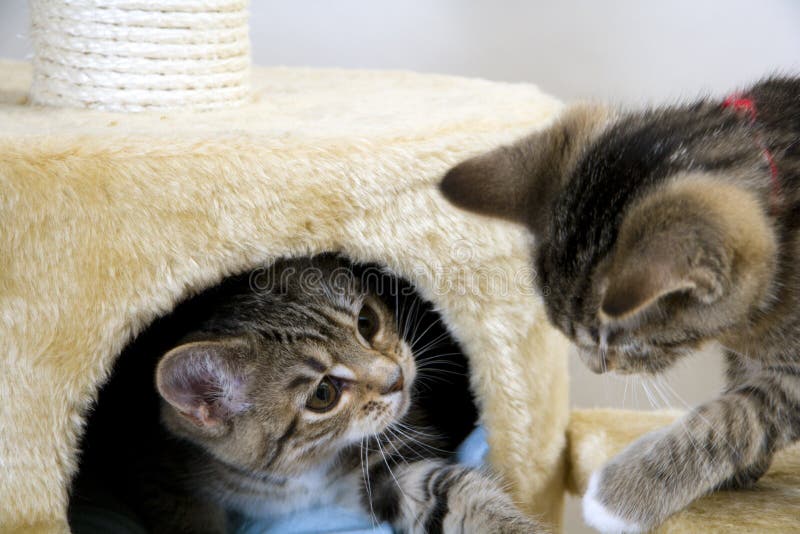 Two kittens playing stock image. Image of animals, kwmr - 159420351
