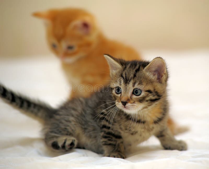Two kittens stock image. Image of alertness, adorable - 40253247